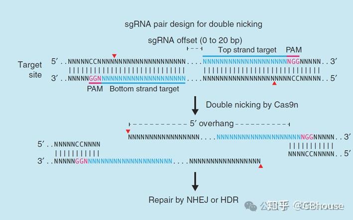 利用CRISPR-Cas9进行靶基因敲除编辑（第一讲）：gRNA 设计 - 知乎