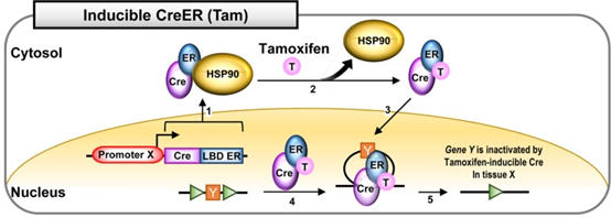 Cre-lox系统介绍及使用汇总 - 知乎