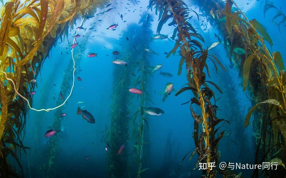 如何保护海底森林？ - 知乎