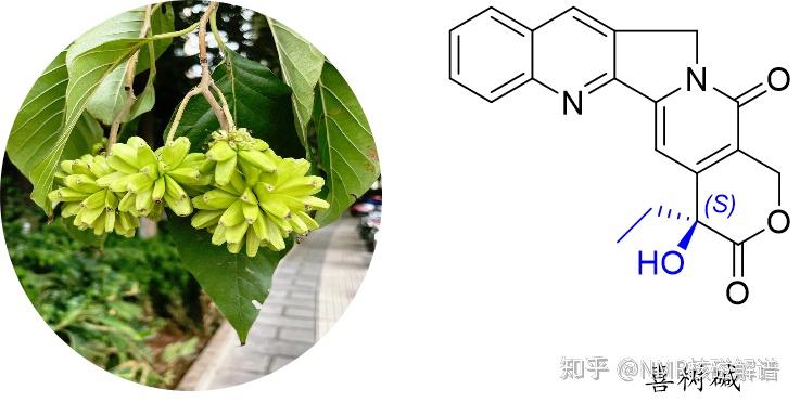 神奇的药物-奎宁（quinine）生物碱 - 知乎