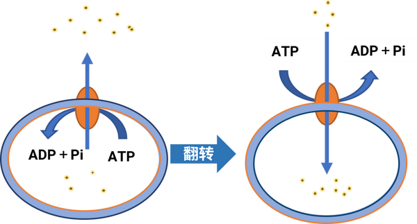 ABC转运体体外研究模型的应用及策略 - 知乎