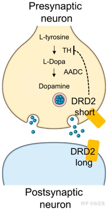 首次证实【多巴胺假说】！精神分裂症研究再进一步！ - 知乎