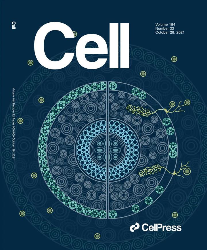 Cell | 一箭双雕！重磅研究揭示植物磷信号网络调控菌根共生的分子机制！ - 知乎