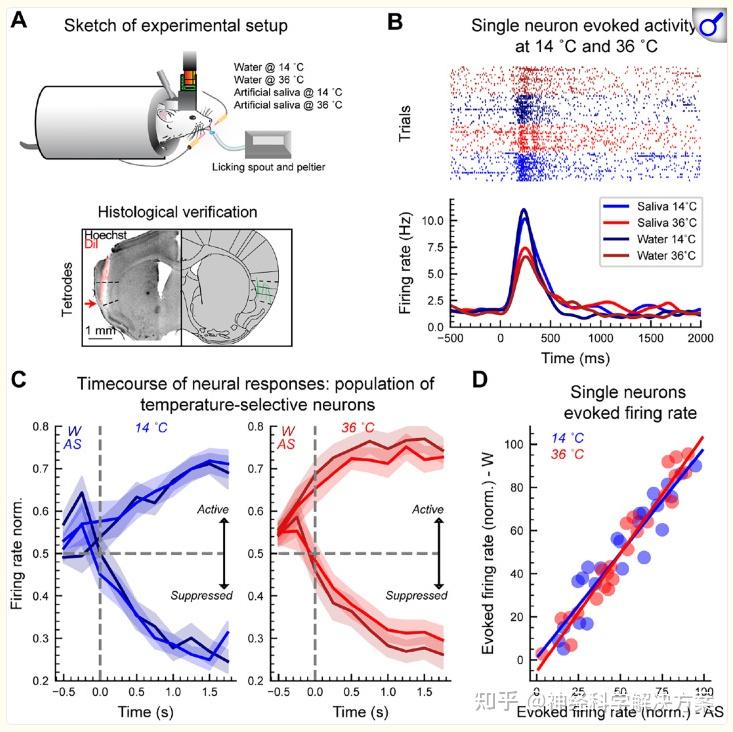 Cambridge NeuroTech硅电极清醒小鼠味觉皮层的口腔内热处理 - 知乎