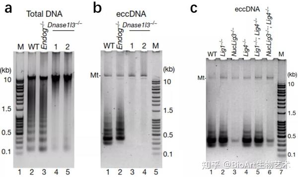 专家点评Nature | 突破！张毅团队揭秘染色体之外环状DNA的前世今生 - 知乎