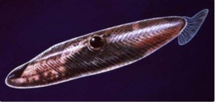 提丰怪物 - 知乎