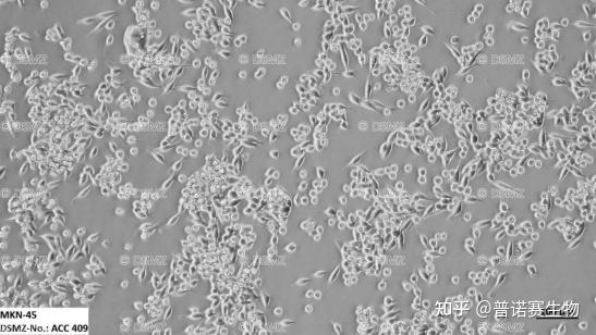 最全MKN-45细胞知识总结 - 知乎