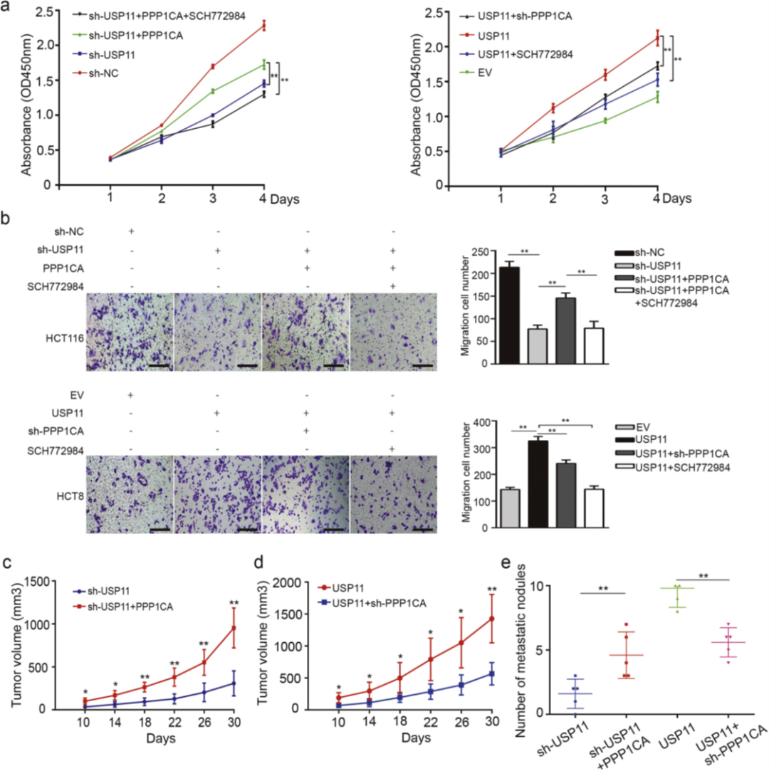 USP11通过PPP1CA介导的ERK/MAPK信号通路激活促进结直肠癌的生长和转移 - 知乎