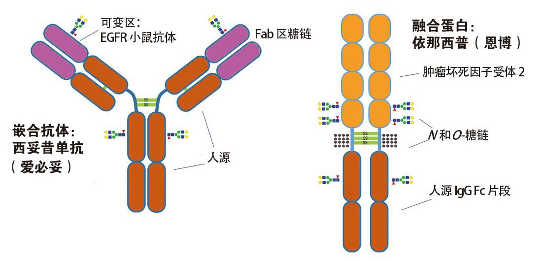 【应用案例】使用快速 PNGase F 对 IgG 快速无偏嗜地去糖基化进行准确 N-糖链分析 - 知乎