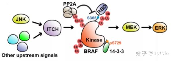 【精品解读】这是我见过的WB结果图最多的文章 - 知乎