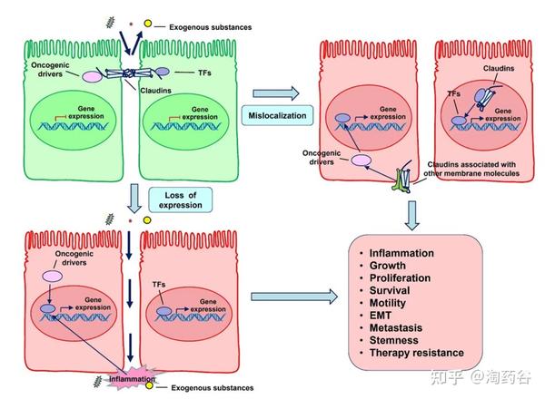 汇总| 靶向claudins的癌症治疗及其面临的10个问题 - 知乎