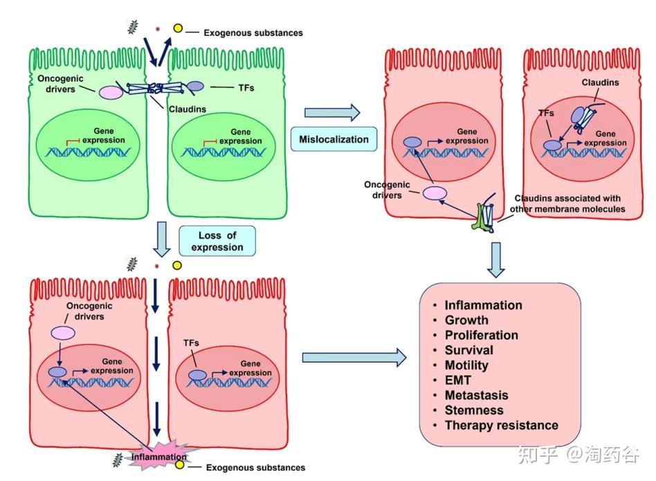汇总| 靶向claudins的癌症治疗及其面临的10个问题 - 知乎