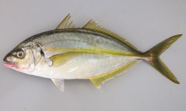 岛鲹 | 就是传说中的大大大竹荚鱼哦 - 知乎