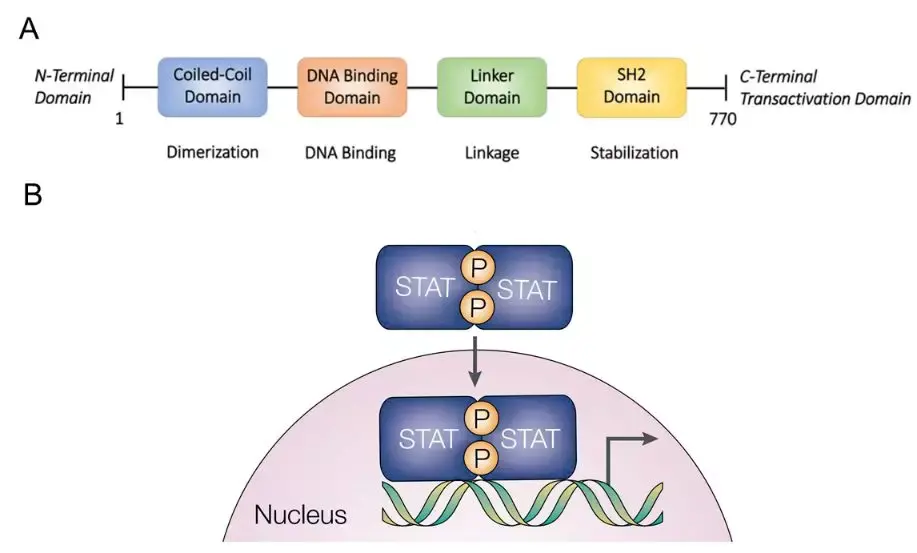 斑点鼠干货第一弹：STAT3，肿瘤研究与靶向治疗不容忽视的候选者！ - 知乎