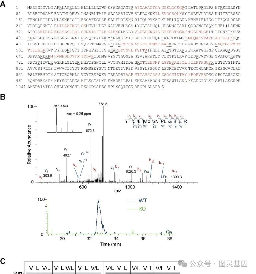 Sci Immu | T细胞抑制性检查点VISTA蛋白，癌症免疫治疗新靶点 - 知乎