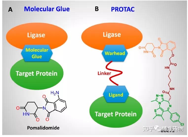 【JMC】分子胶：从偶然发现到理性设计还面临很大挑战 - 知乎
