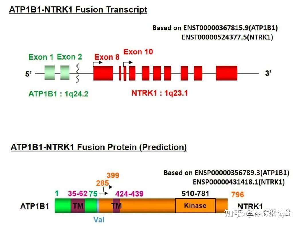 首例ATP1B1-NTRK1融合的胃癌病例 - 知乎