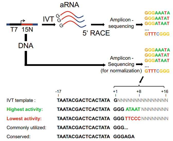 SPRI经典磁珠｜逆转录/体外转录/RNA-Seq纯化方案 - 知乎