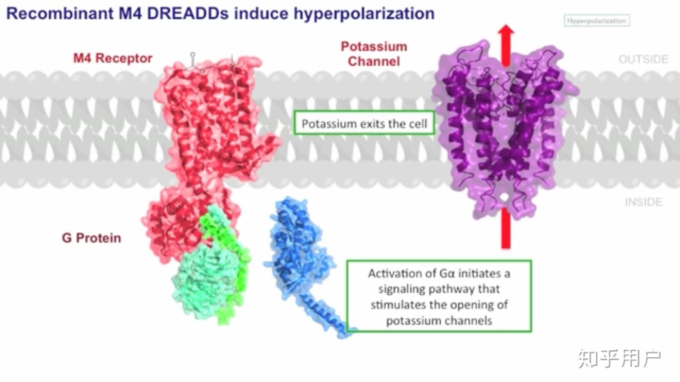 化学遗传学激动或抑制(hM3d或hM4d)某一类神经元会引起该神经元神经递质的释放吗？ - 知乎