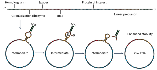 mRNA的创新技术 - 知乎