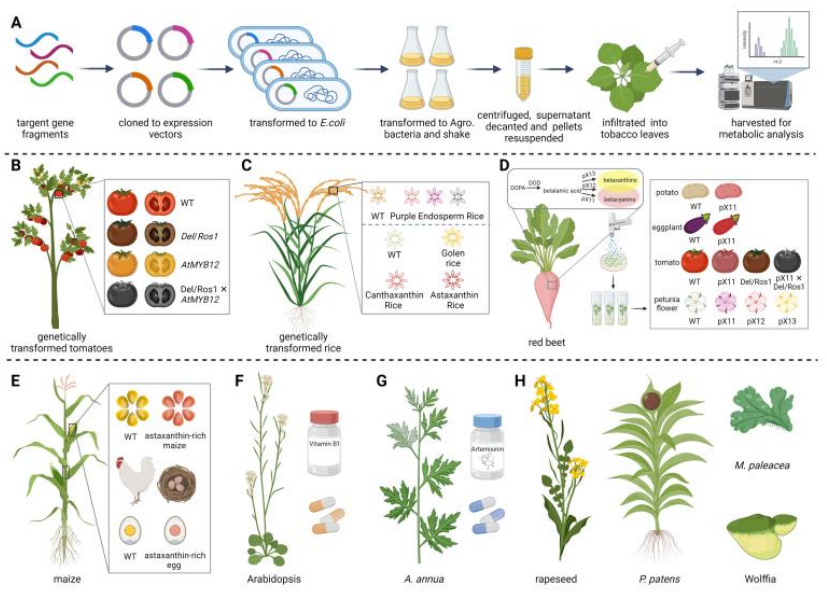 植物合成生物学：上帝之手，万物皆可合 - 知乎