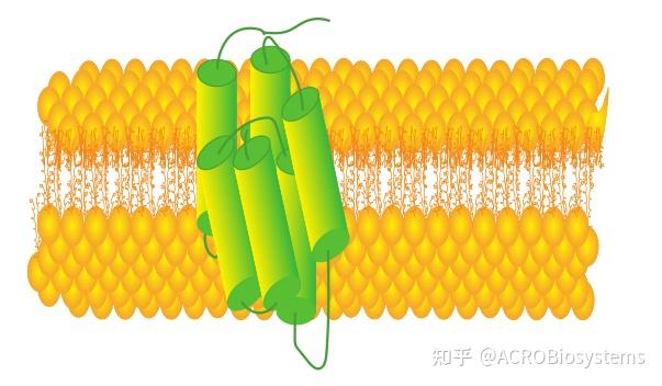 “全长新秀” CCR7 - 知乎