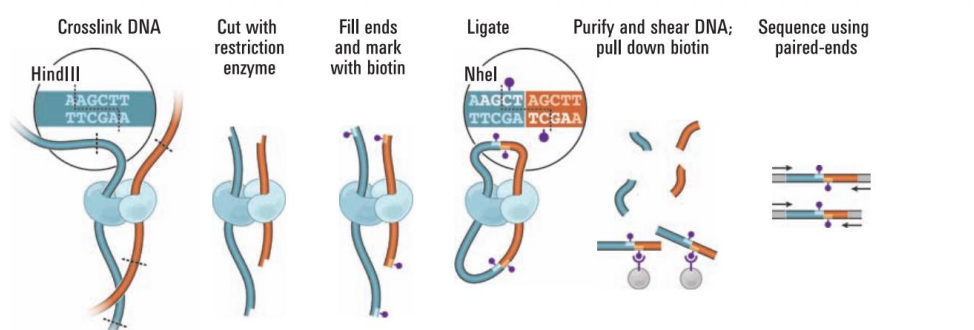 三维基因组学研究的是什么？什么是 Hi-C 技术？为什么 Hi-C 技术这么火？ - 知乎