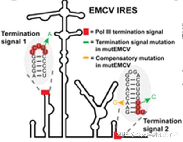 环状mRNA的高效细胞表达可延长蛋白质表达时间 - 知乎