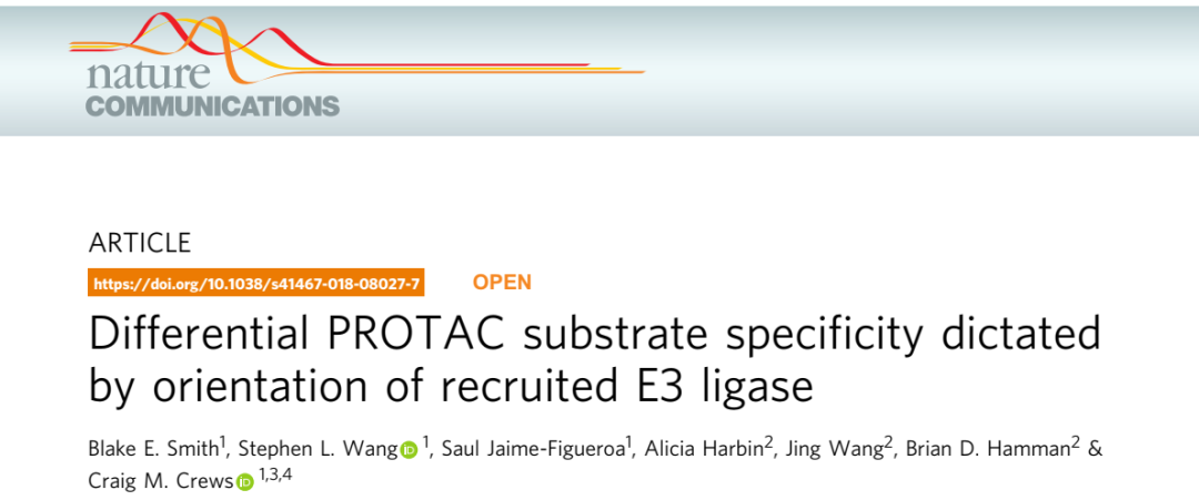 不同的PROTAC底物特异性由招募的E3连接酶的取向决定 - 知乎