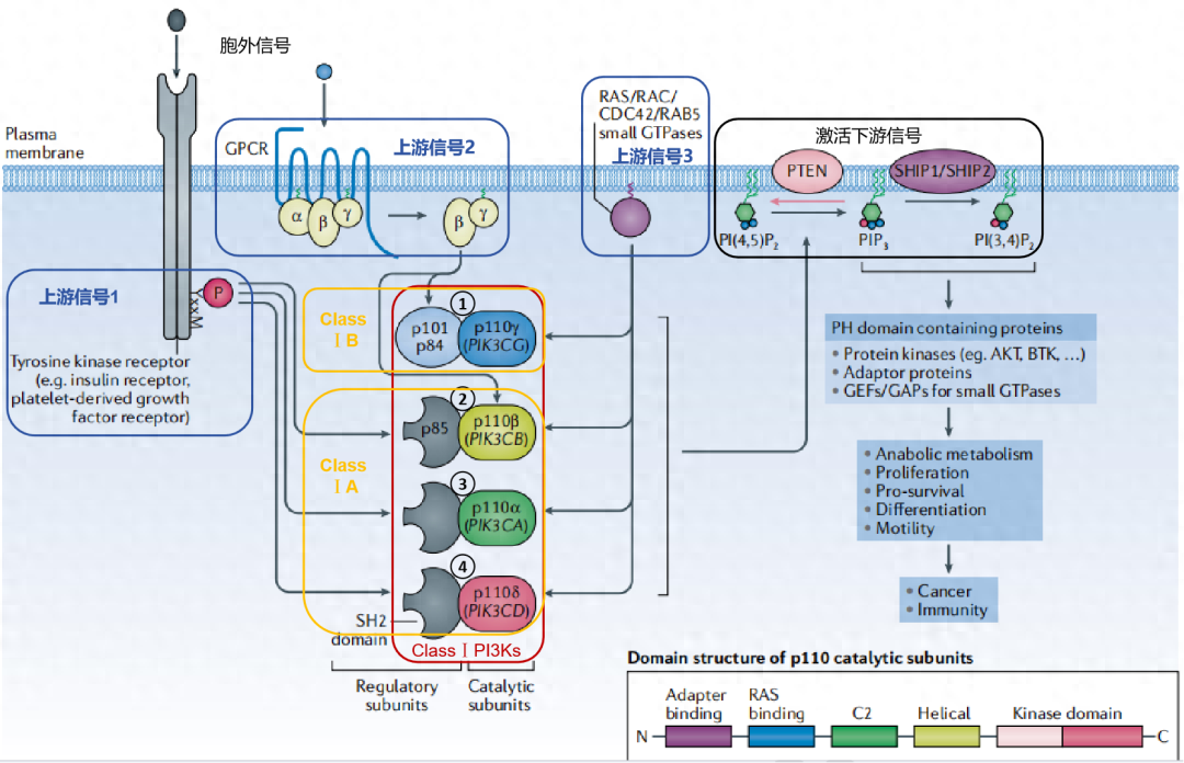 杰论系列 | PIK3CA基因突变与靶向治疗 - 知乎