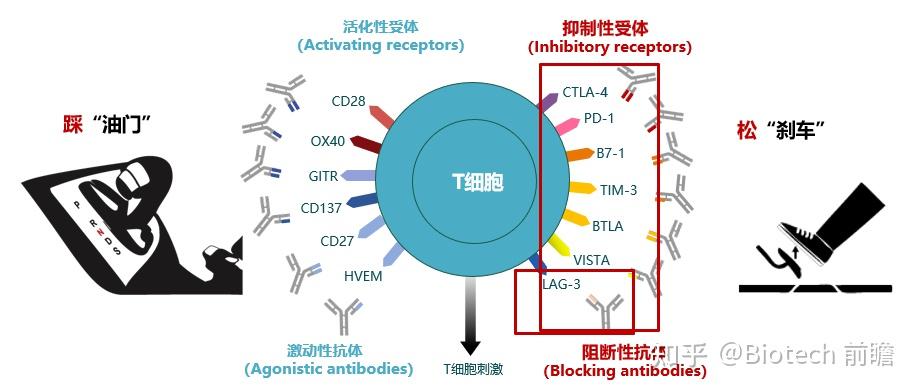 23 ELCC丨PD-1/LAG3双免公布免疫耐药肺癌最终结果 - 知乎
