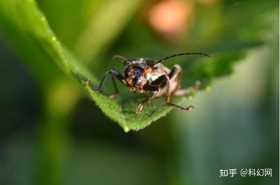 昆虫会变胖？它们的脂肪对我们有意想不到的好处 - 知乎