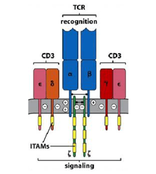 新概念TCR-T疗法-首个个体化TCR-T疗法I期临床试验结果公布 - 知乎
