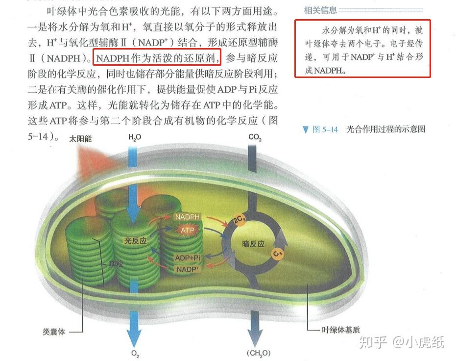 NADPH 和 NADH 是什么？ - 知乎
