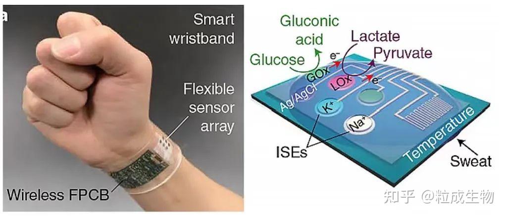 复旦大学团队最新NC！在可穿戴微针上使用基于四面体纳米结构的NgAgo对超痕量核酸进行长期监测 - 知乎