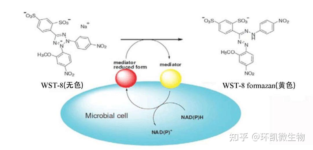 CCK-8法细胞活力检测技术大全（收藏版） - 知乎