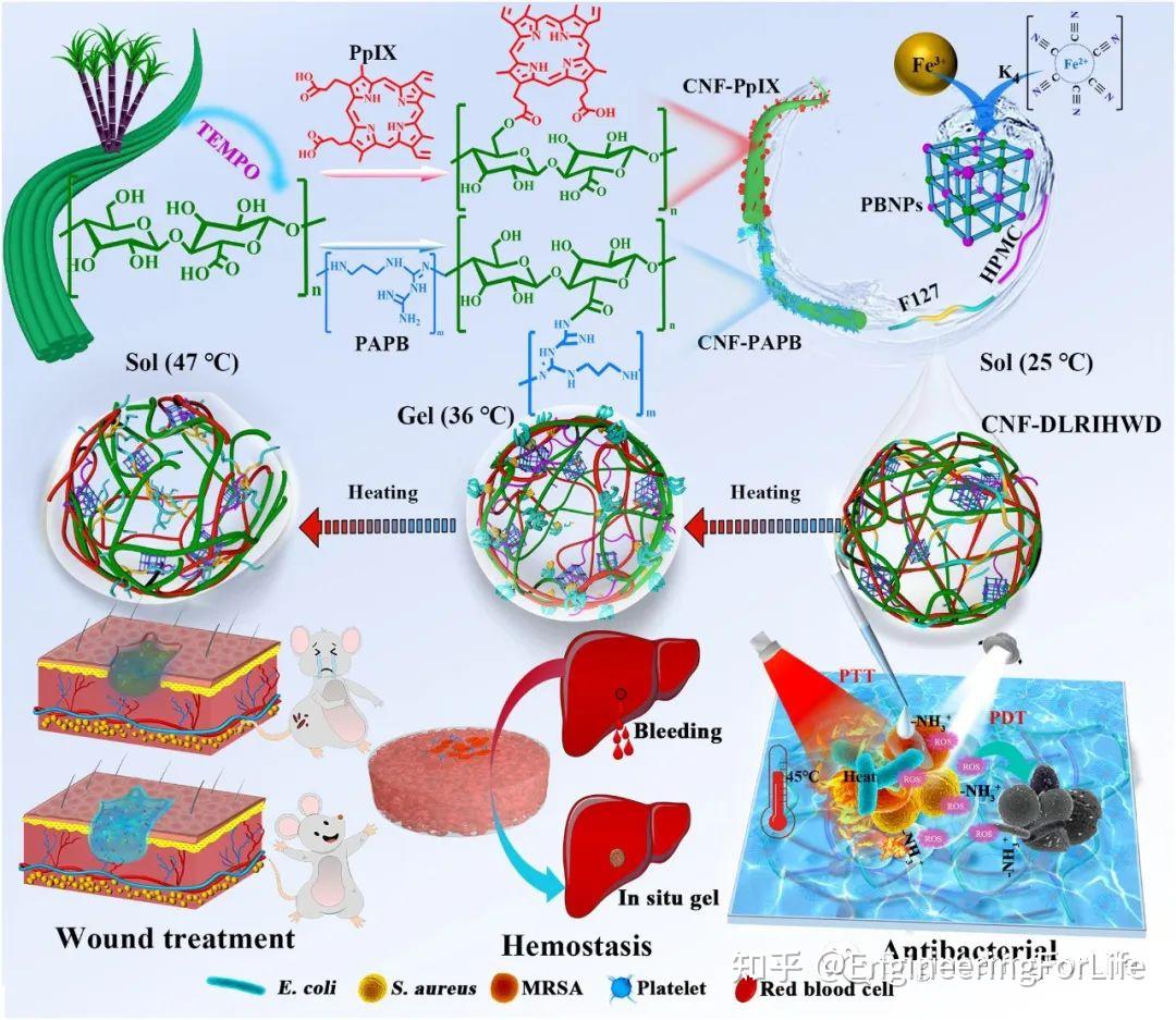 《Carbohydrate Polymers》：双重光响应水凝胶用于耐药性细菌感染伤口愈合 - 知乎