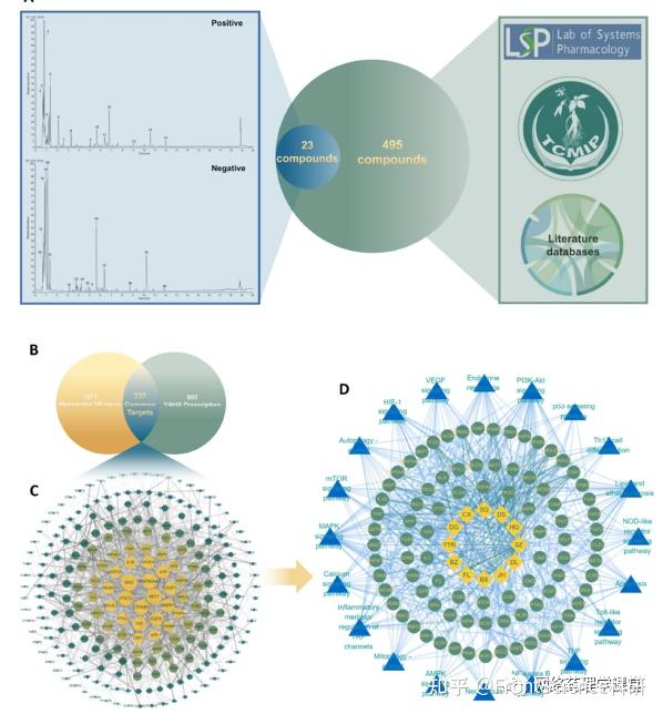 IF10.334|整合网络分析和实验验证揭示益气活血方治疗心肌缺血/再灌注损伤的线粒体自噬相关机制 - 知乎