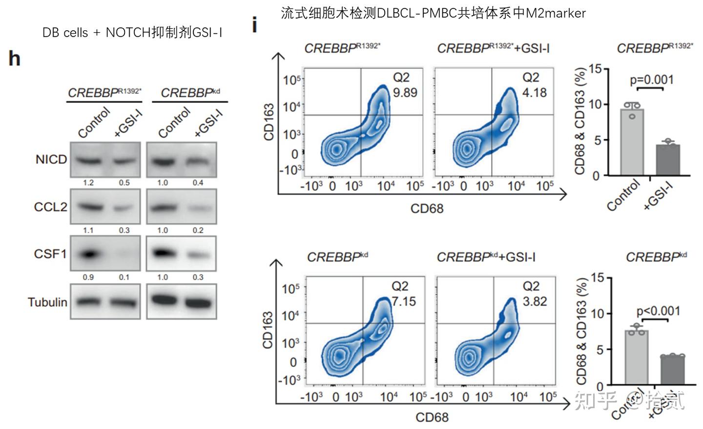 CREBBP/EP300突变通过FBXW7-NOTCH-CCL2/CSF1轴改变肿瘤相关巨噬细胞极化促进DLBCL进展 - 知乎