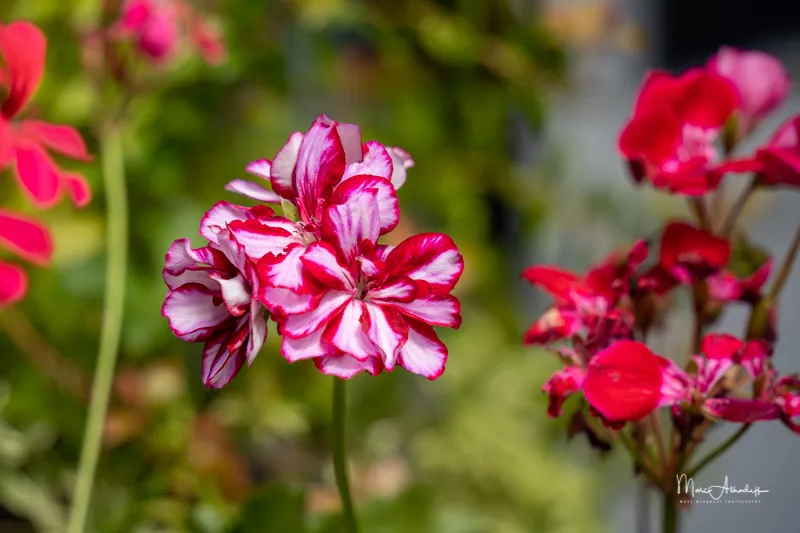 A7M4/S5M2/R62摄影器材选择困难，请各位大神指点迷津：?