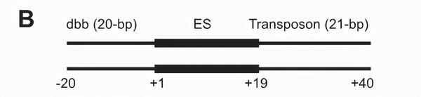 干货 | CUT&Tag核心酶Hyperactive PA/PG-Tn5 Transposase大解密 - 知乎