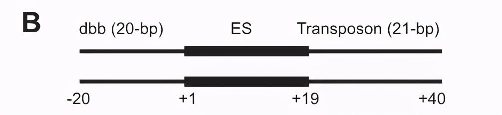 干货 | CUT&Tag核心酶Hyperactive PA/PG-Tn5 Transposase大解密 - 知乎