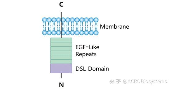 【最强组合】肺癌治疗热门靶点——DLL3 & Notch - 知乎