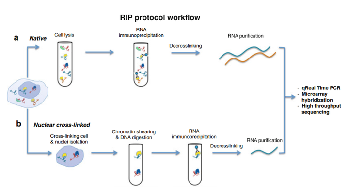 什么是RIP-seq？ - 知乎