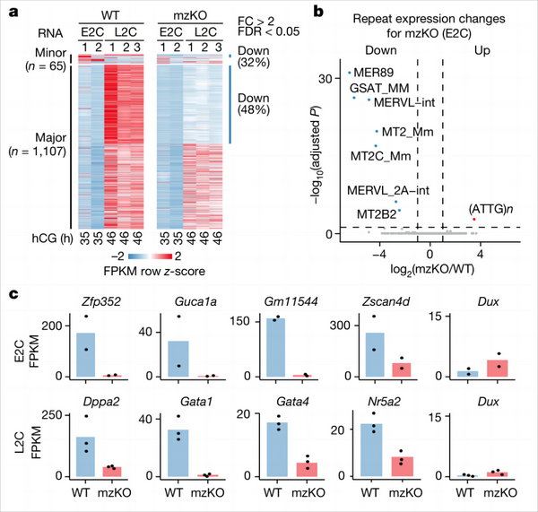 Nature | 生命如何唤醒沉默基因？清华大学揭示OBOX家族在小鼠受精后基因组激活和早期胚胎发育中的关键作用 - 知乎