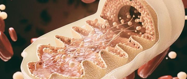 20年磨一剑！Science：索尔克研究所破解AMPK与线粒体合成关键蛋白 - 知乎