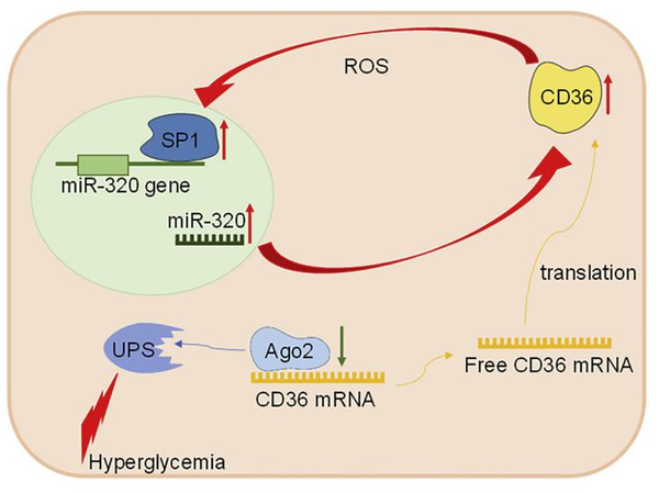 华中同济医院最新糖尿病心肌病(DCMP)模式动物实验发现MiR-320和CD36正反馈回路 - 知乎
