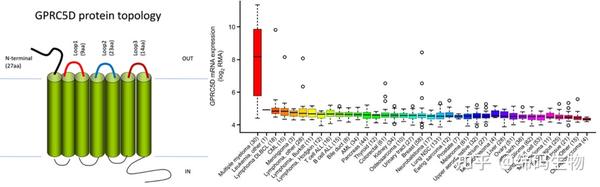 肿瘤免疫靶点 | GPRC5D - 知乎