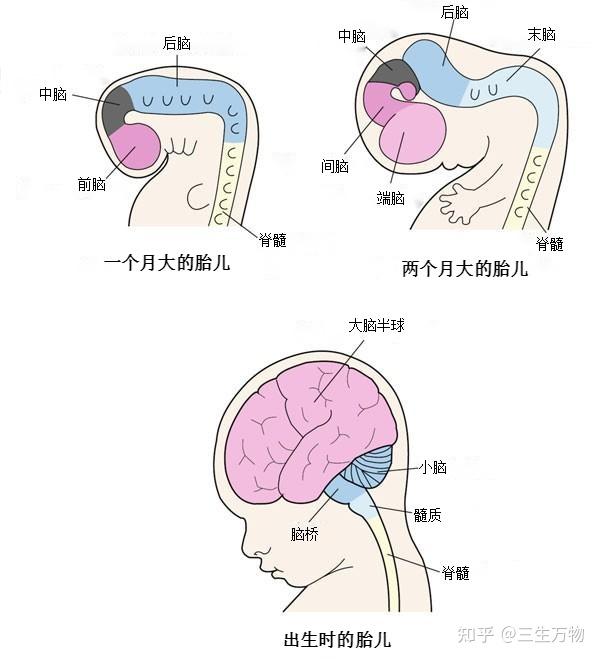 婴幼儿大脑发育：心智的形成及意识的涌现（第二章 脑的图式化，神经细胞增殖和迁移）【翻译】 知乎 4543