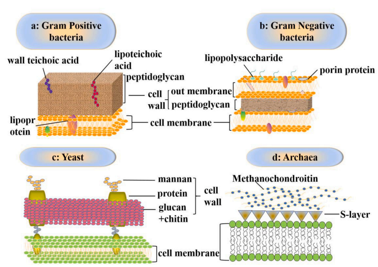 胞外微生物电子转移及其工程策略 - 知乎
